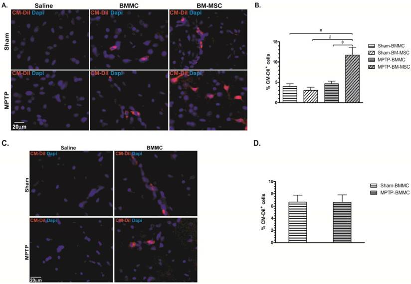 Opposite Effects of Bone Marrow-Derived Cells Transplantation in MPTP ...