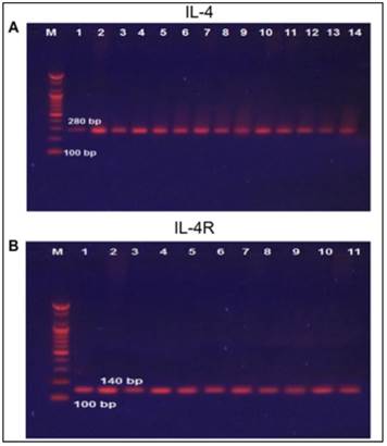 Impact of Single Nucleotide Polymorphism in IL-4, IL-4R Genes and ...