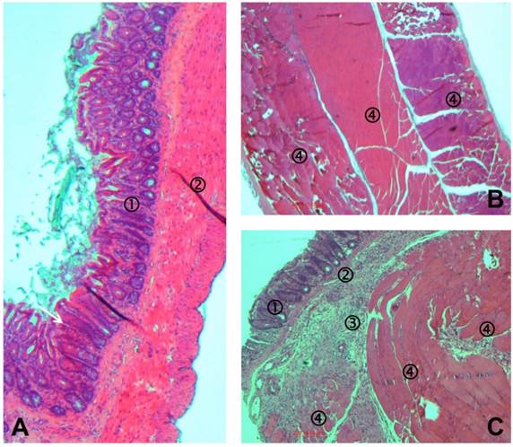 High Reproducibility of Adhesion Formation in Rat with Meso-Stitch ...