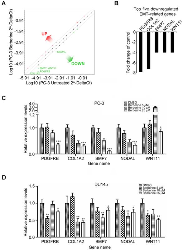 Berberine Inhibits the Metastatic Ability of Prostate Cancer Cells by ...