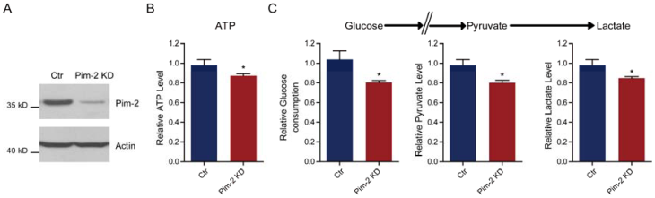 Pim-2 Modulates Aerobic Glycolysis and Energy Production during the ...