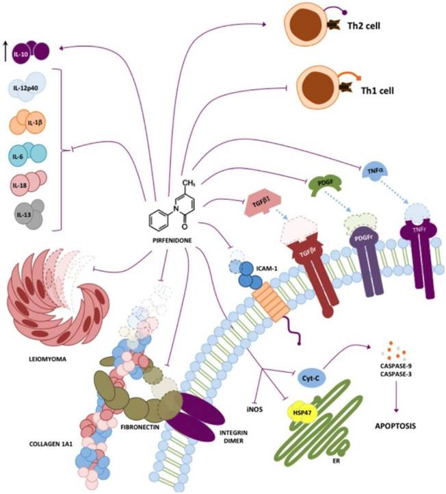 Role and New Insights of Pirfenidone in Fibrotic Diseases