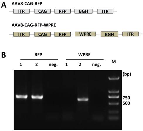 Enhancing Transgene Expression from Recombinant AAV8 Vectors in ...