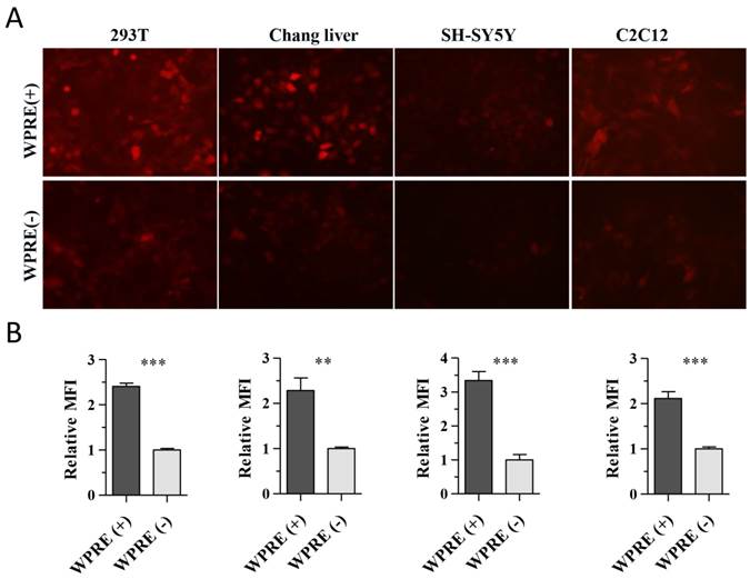 Enhancing Transgene Expression from Recombinant AAV8 Vectors in ...