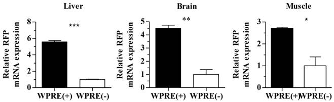 Enhancing Transgene Expression from Recombinant AAV8 Vectors in ...