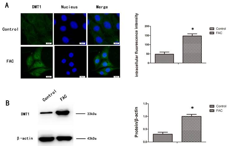 Regulation of DMT1 on autophagy and apoptosis in osteoblast