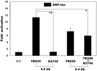 TBX20 loss-of-function mutation responsible for familial tetralogy of ...