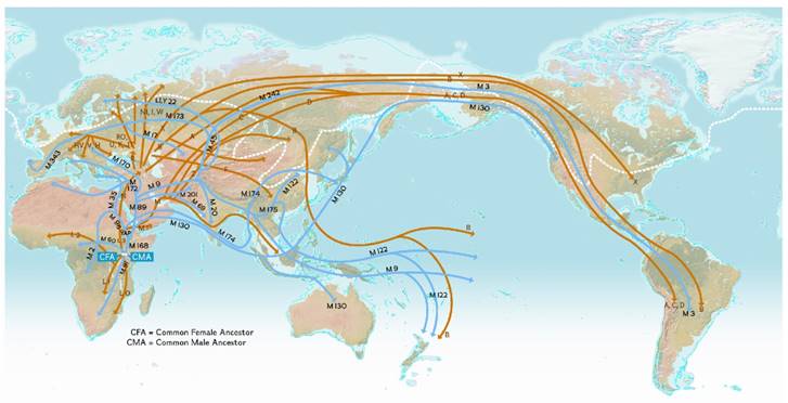 Characterization of the Asian Phenotype - An Emerging Paradigm with ...