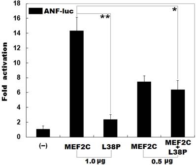 MEF2C loss-of-function mutation contributes to congenital heart defects