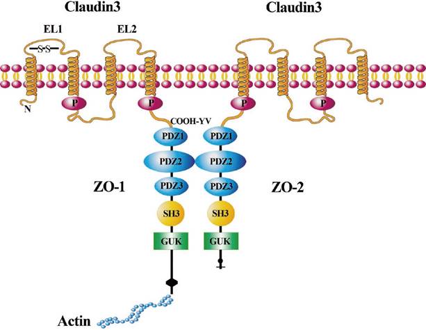 Claudin-3 Inhibits Lung Squamous Cell Carcinoma Cell Epithelial ...