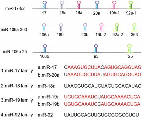 Biology of MiR-17-92 Cluster and Its Progress in Lung Cancer