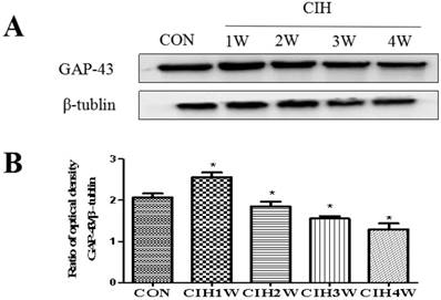 Changes and Significance of SYP and GAP-43 Expression in the ...