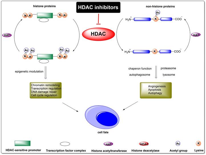 Histone Deacetylases (HDACs) Guided Novel Therapies for T-cell lymphomas