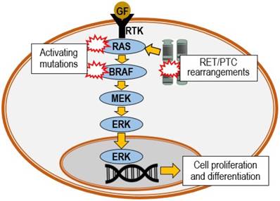 Papillary Thyroid Cancer: Genetic Alterations and Molecular Biomarker ...