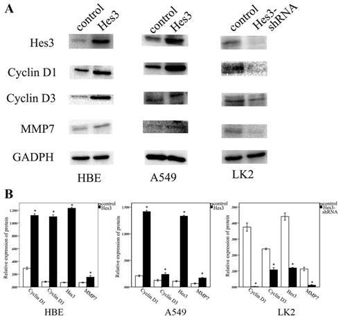 Hes3 Enhances the Malignant Phenotype of Lung Cancer through ...