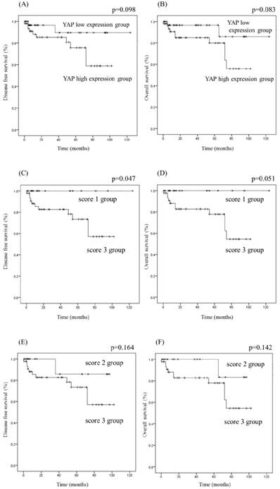Immunohistochemistry of YAP and dNp63 and survival analysis of patients ...