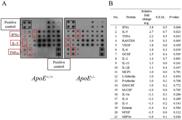 Microarray and proteome array in an atherosclerosis mouse model for ...