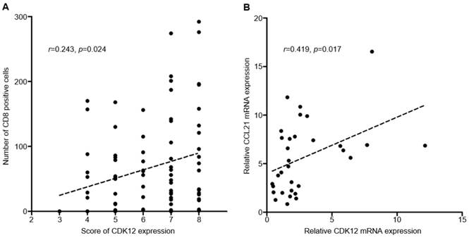 Expression pattern of CDK12 protein in gastric cancer and its positive ...