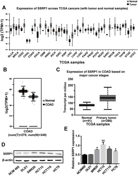 SSRP1 influences colorectal cancer cell growth and apoptosis via the ...