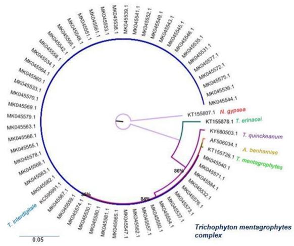 Molecular identification of isolates of the Trichophyton mentagrophytes ...