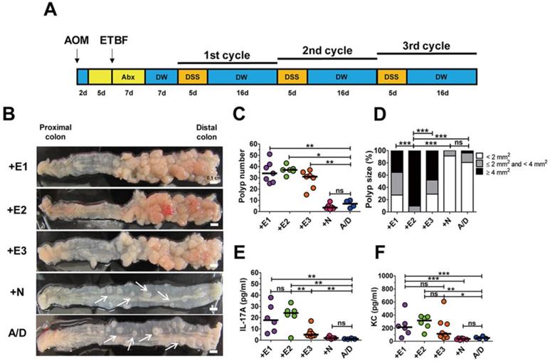 Enterotoxigenic Bacteroides fragilis infection exacerbates ...