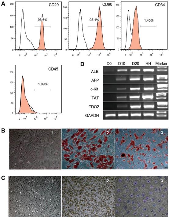 Transcriptome Profiling Reveals Distinct Phenotype of Human Bone Marrow ...