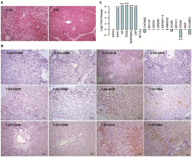 Transcriptome Profiling Reveals Distinct Phenotype of Human Bone Marrow ...