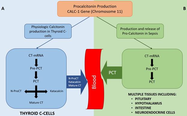 Procalcitonin: A promising tool or just another overhyped test?
