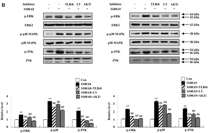 Suppressive effects of S100A8 and S100A9 on neutrophil apoptosis by ...