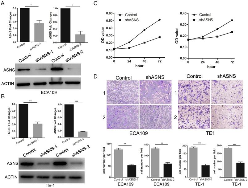 Enhanced expression of asparagine synthetase under glucose-deprived ...