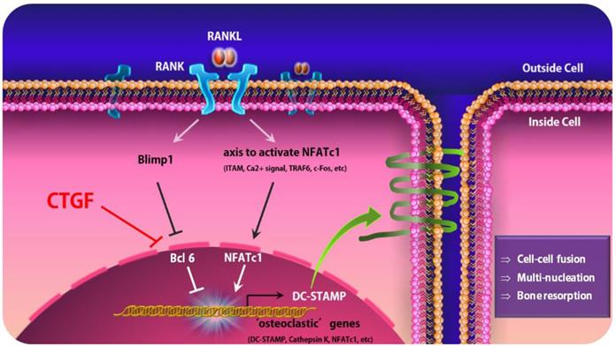 Connective tissue growth factor (CTGF) regulates the fusion of ...