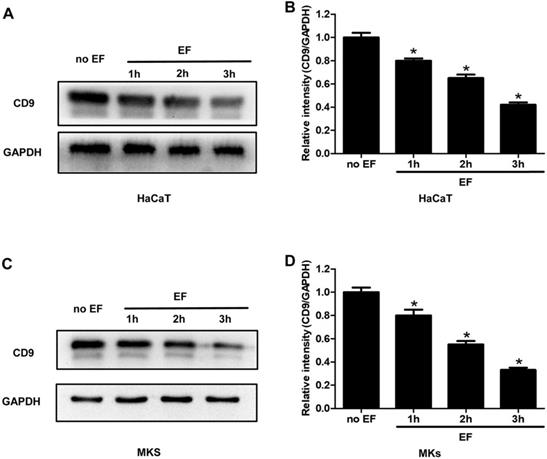 Electric field down-regulates CD9 to promote keratinocytes migration ...