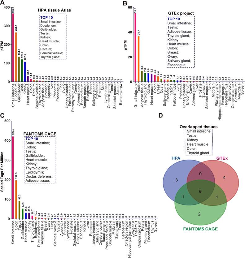 A comprehensive investigation of the mRNA and protein level of ACE2 ...