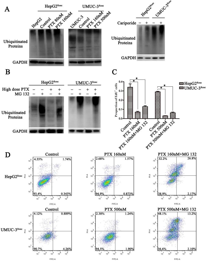 Cancer Cell enters reversible quiescence through Intracellular ...