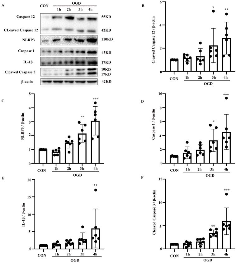 Inhibiting Caspase-12 Mediated Inflammasome Activation protects against ...