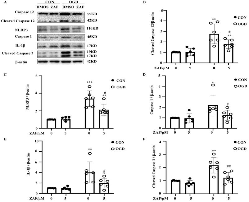 Inhibiting Caspase-12 Mediated Inflammasome Activation protects against ...
