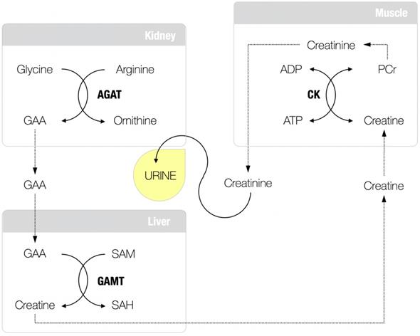 Guanidinoacetic acid deficiency: a new entity in clinical medicine?