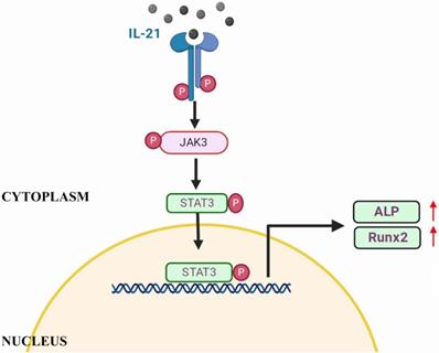 IL-21 promotes osteoblastic differentiation of human valvular ...