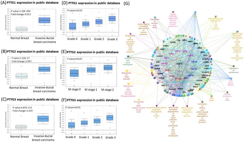 Gene signatures and prognostic analyses of the Tob/BTG pituitary tumor ...
