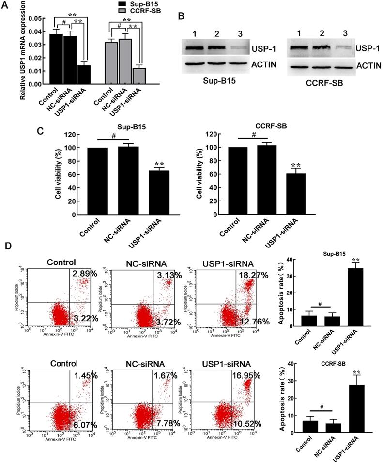 Inhibition Of Usp1 Induces Apoptosis Via Id1 Akt Pathway In B Cell