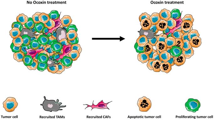 Ocoxin as a complement to first line treatments in cancer