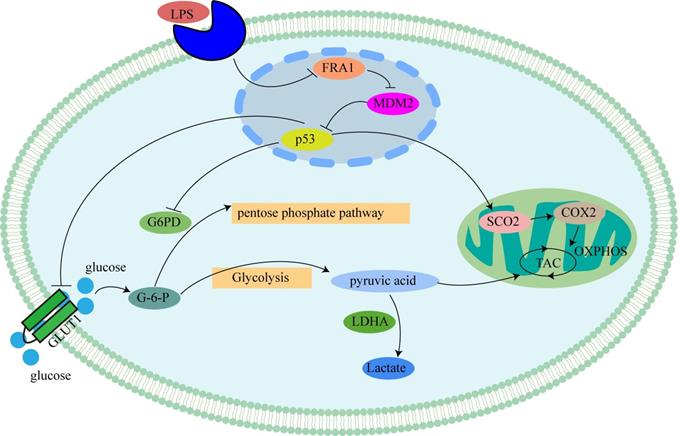 Lipopolysaccharide Affects the Proliferation and Glucose Metabolism of ...