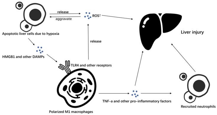Macrophage Polarization and Liver Ischemia-Reperfusion Injury