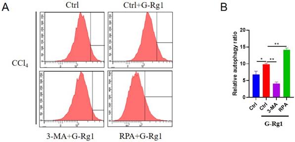 Ginsenoside Rg1 alleviates acute liver injury through the induction of ...