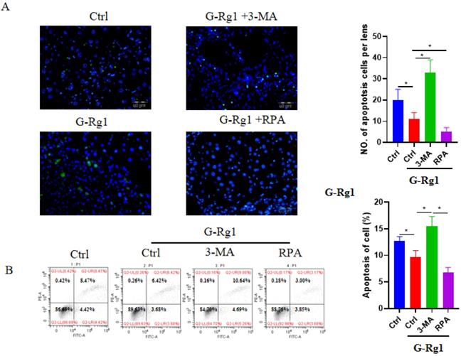 Ginsenoside Rg1 alleviates acute liver injury through the induction of ...