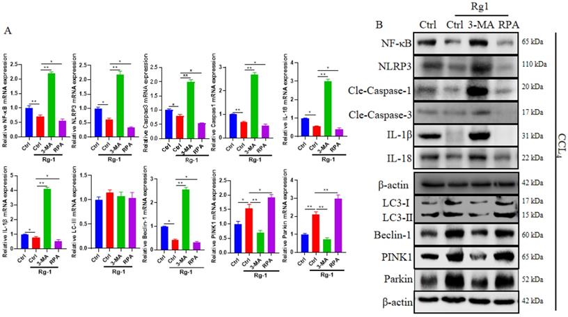 Ginsenoside Rg1 alleviates acute liver injury through the induction of ...