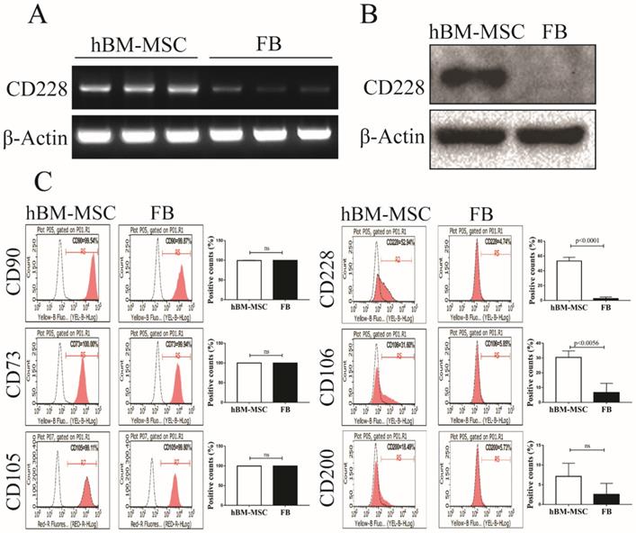 The Role of Melanotransferrin (CD228) in the regulation of the ...