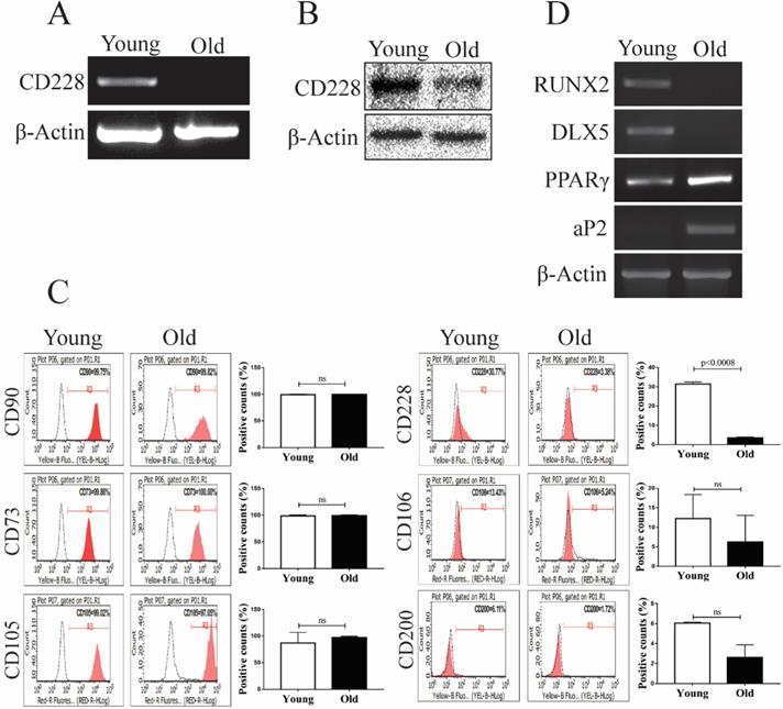 The Role of Melanotransferrin (CD228) in the regulation of the ...