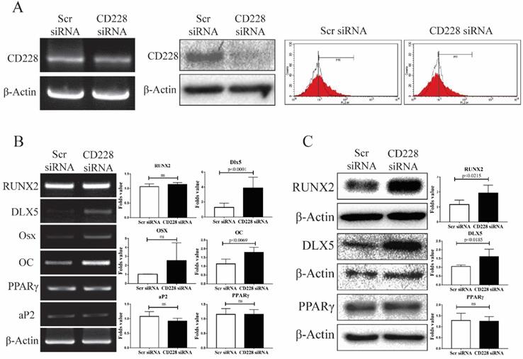 The Role of Melanotransferrin (CD228) in the regulation of the ...