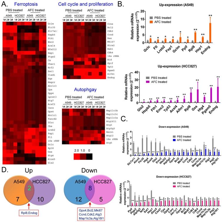 Ammonium Ferric Citrate induced Ferroptosis in Non-Small-Cell Lung ...